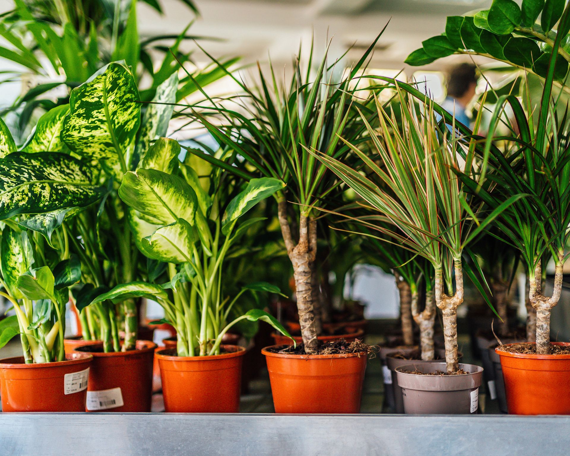 How to Pick the Best Plants in the Clearance Section | Gardening Know How