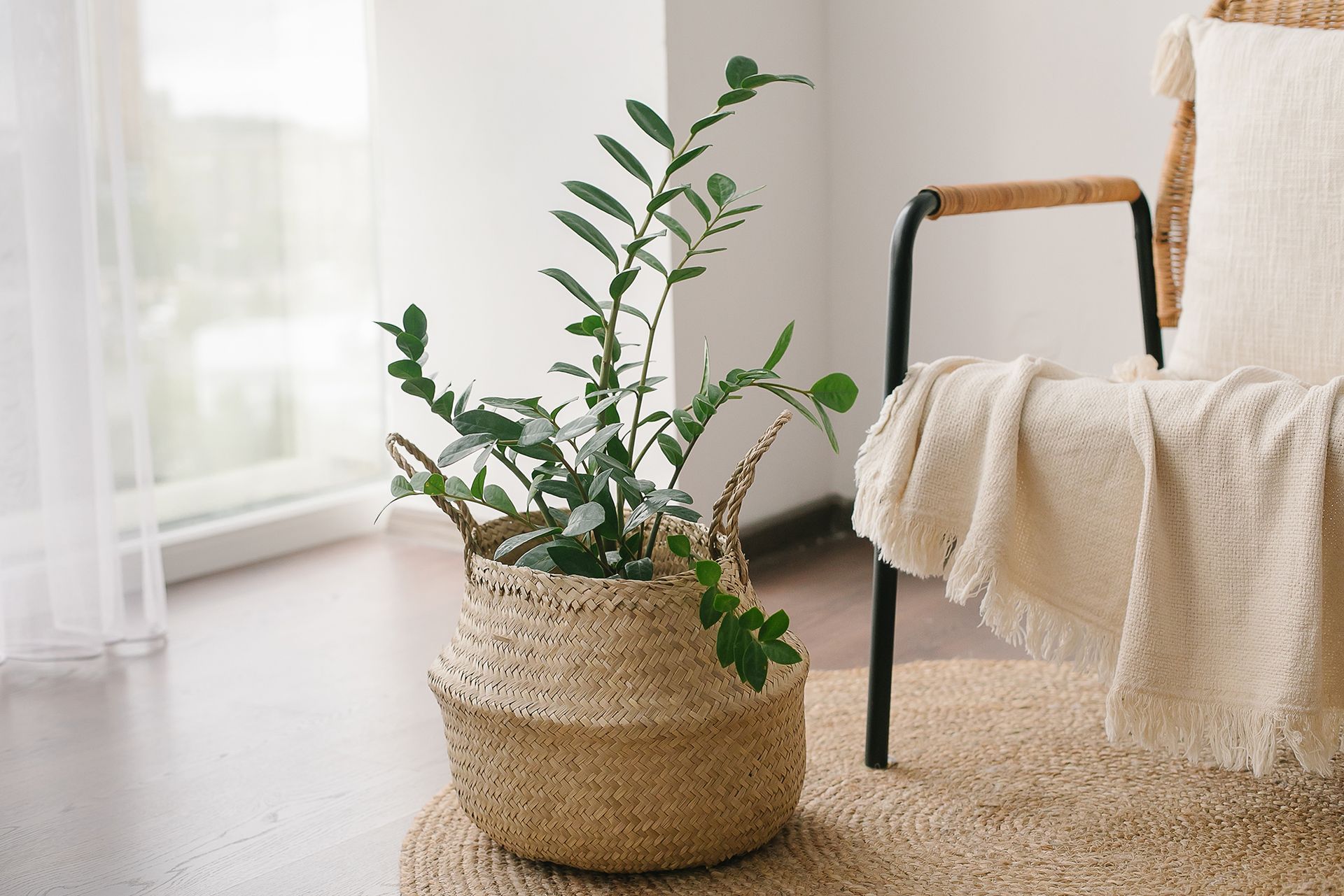 Easy indoor plants: 10 plants for beginners | Homes and Gardens
