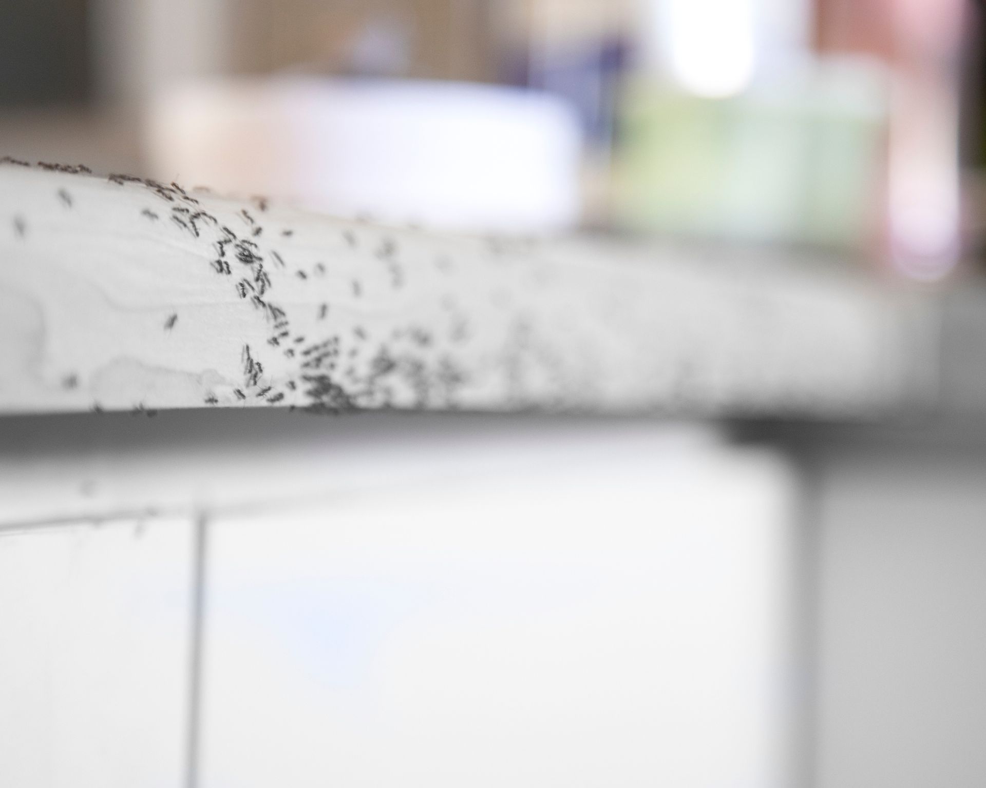 How to get rid of ants in a kitchen fast: 6 expert steps | Real Homes