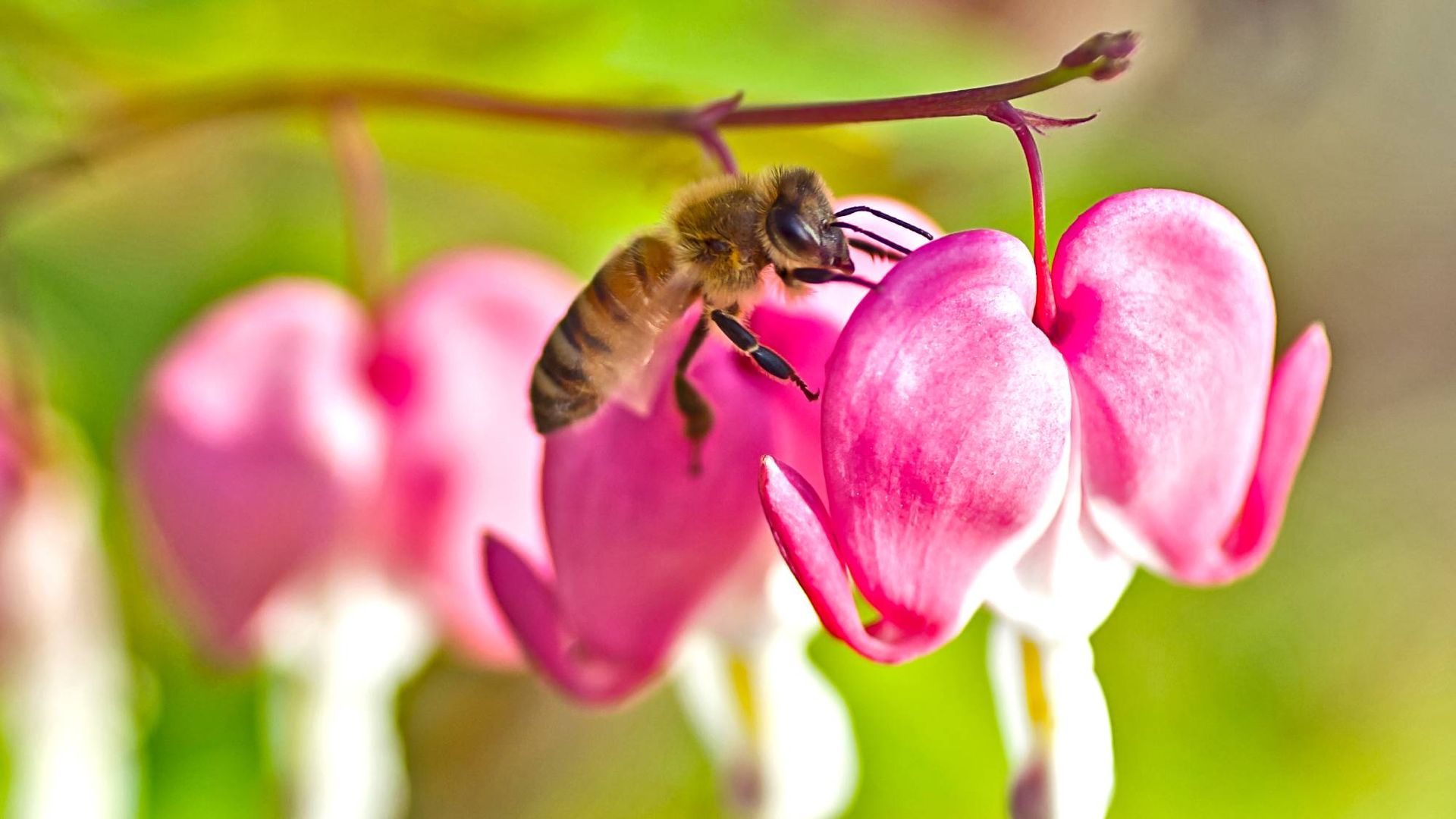 Shade Plants That Attract Pollinators - Learn About Pollinator Plants ...
