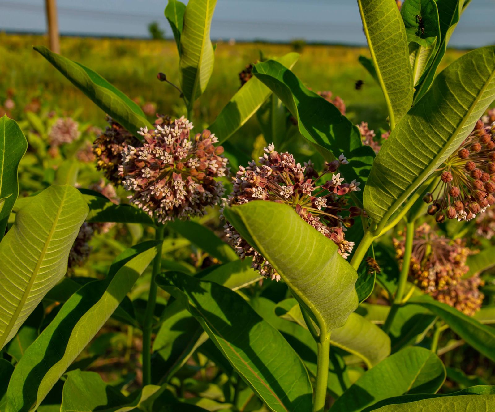 Expert Guide To Growing Milkweed For Monarchs And Other Pollinators ...