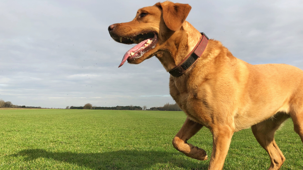Luxating patella in dogs: Symptoms, causes and how to help | PetsRadar