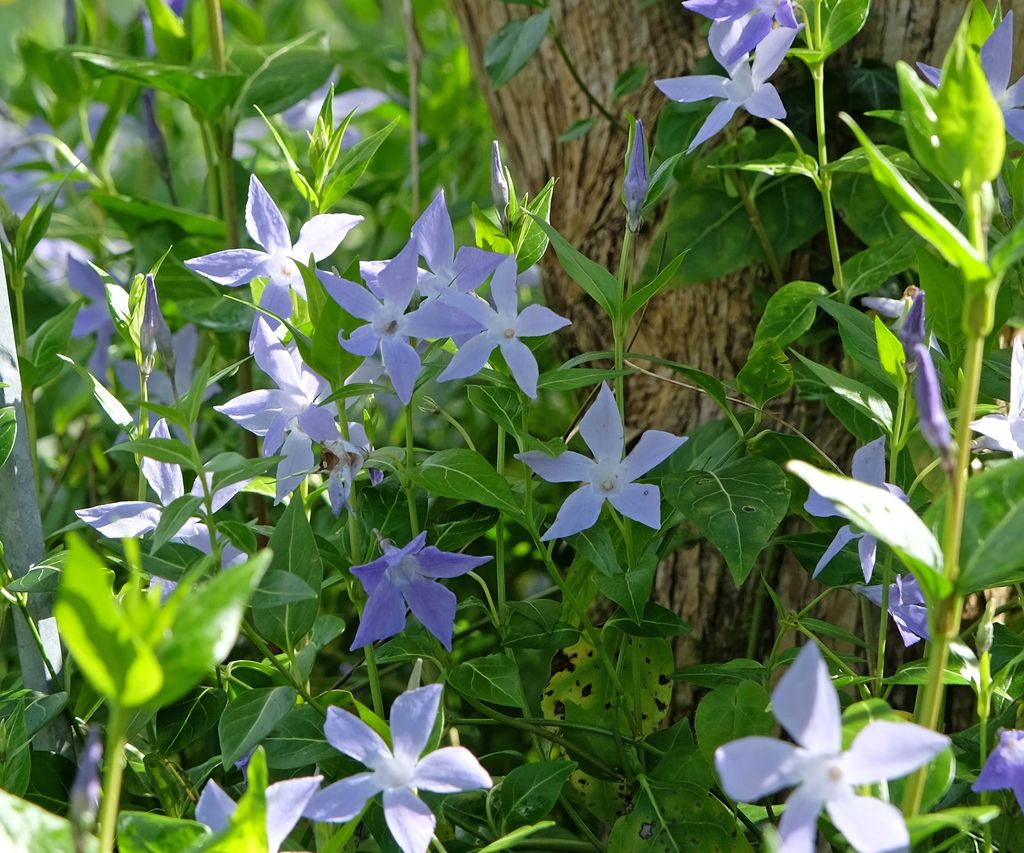 How to grow periwinkle: expert advice for shade loving vinca | Homes ...