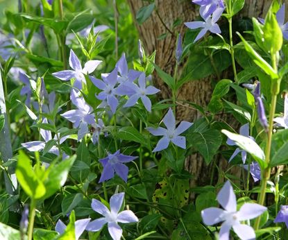 How to grow periwinkle: expert advice for shade loving vinca | Homes ...