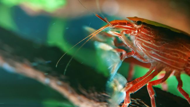 32 non-fish aquarium pets worth checking out for your tank | PetsRadar