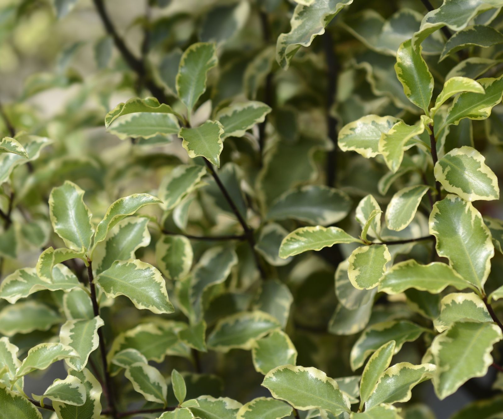 Best fragrant hedge plants: 6 shrubs for scented boundaries | Homes and ...