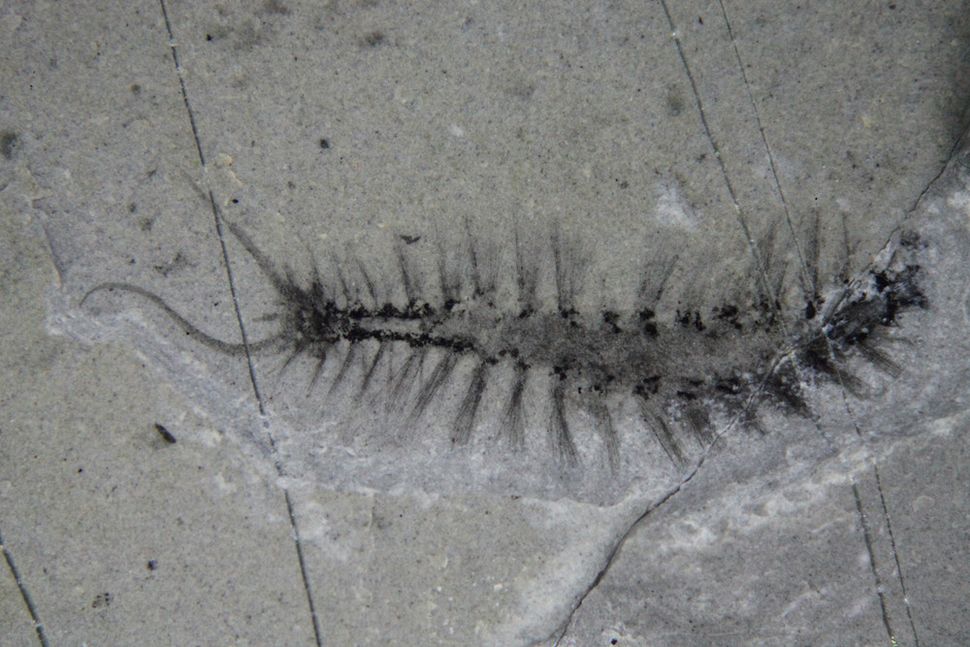 Photos: 508-Million-Year-Old Bristly Worm Looked Like a Kitchen Brush ...