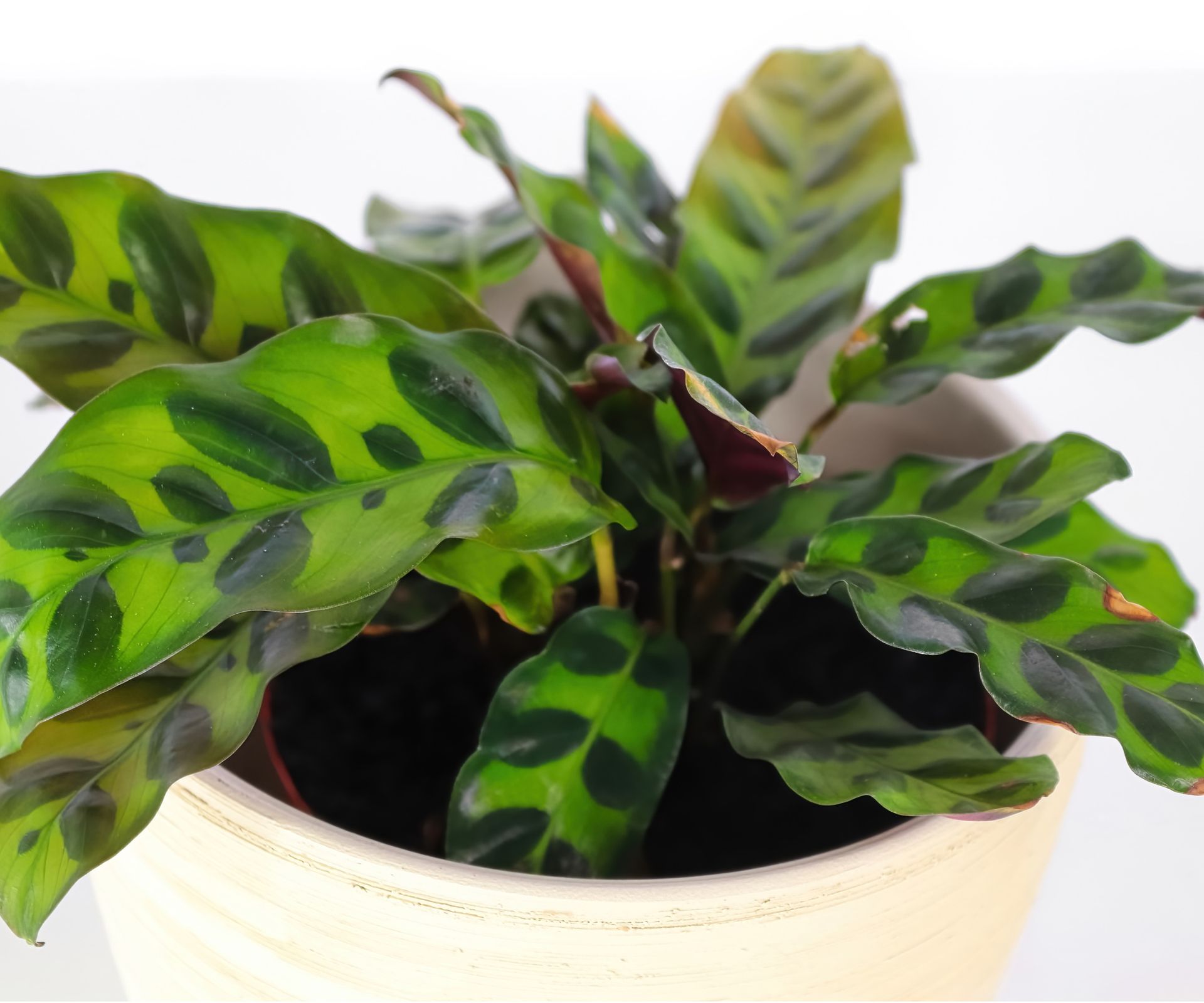Best calathea varieties: 5 expert picks and care tips | Homes and Gardens