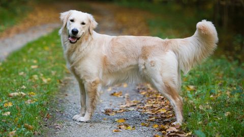 32 of the best emotional support animal breeds | PetsRadar