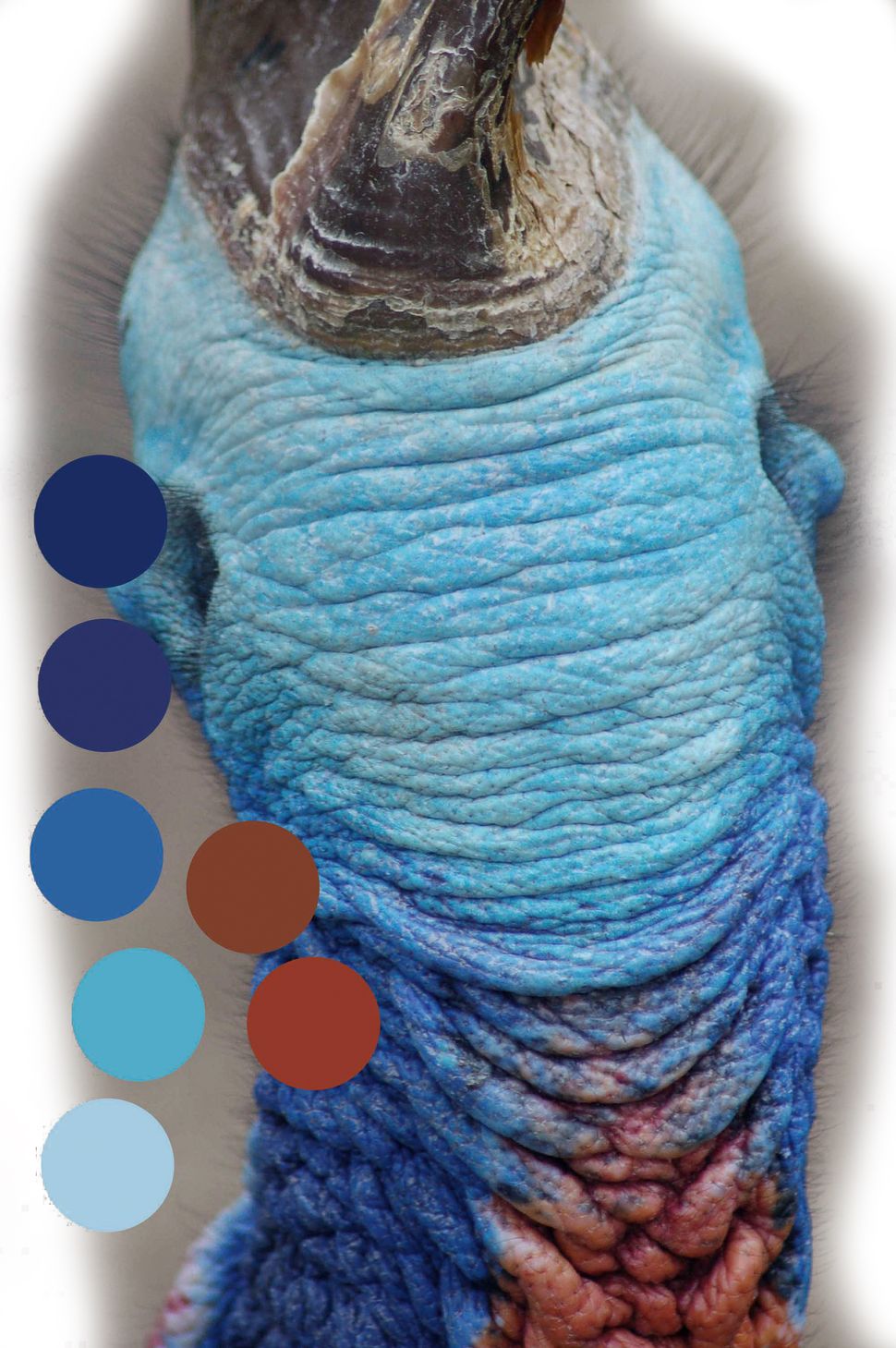 How to create realistic wildlife textures | Creative Bloq