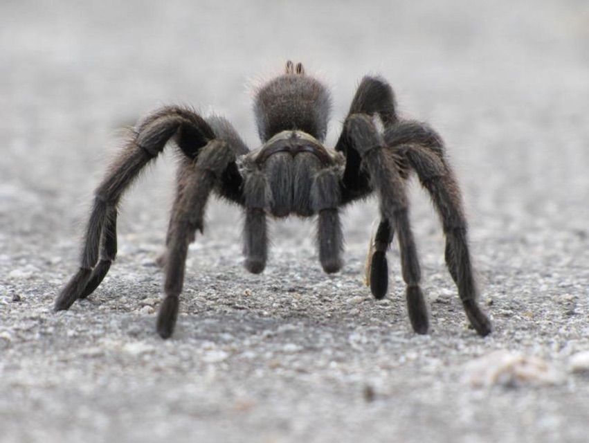 Desert Tarantulas: Photos of the Amazing Arachnids of the Sonoran ...