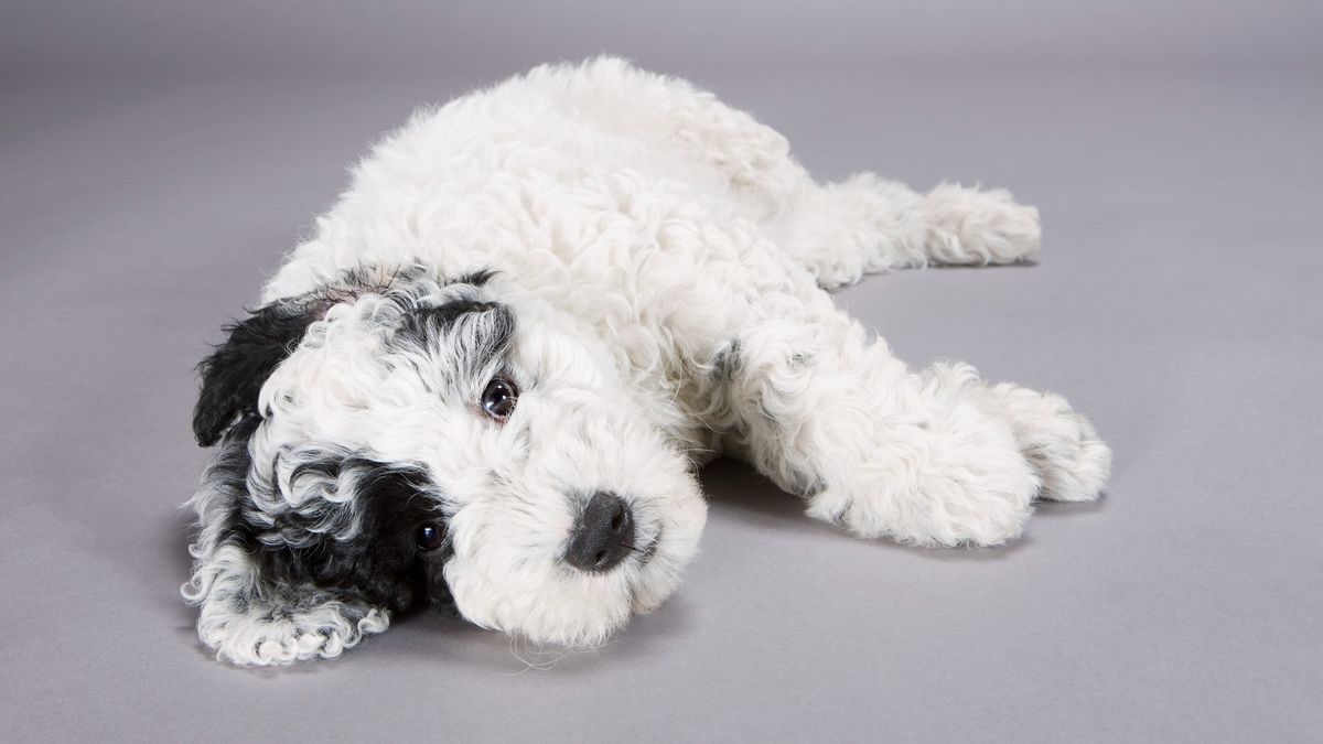 Hypoallergenic dog breeds that should help with the sniffles | PetsRadar