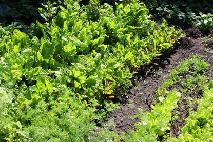 5 Vegetables to Grow in March for Early Summer Crops | Livingetc