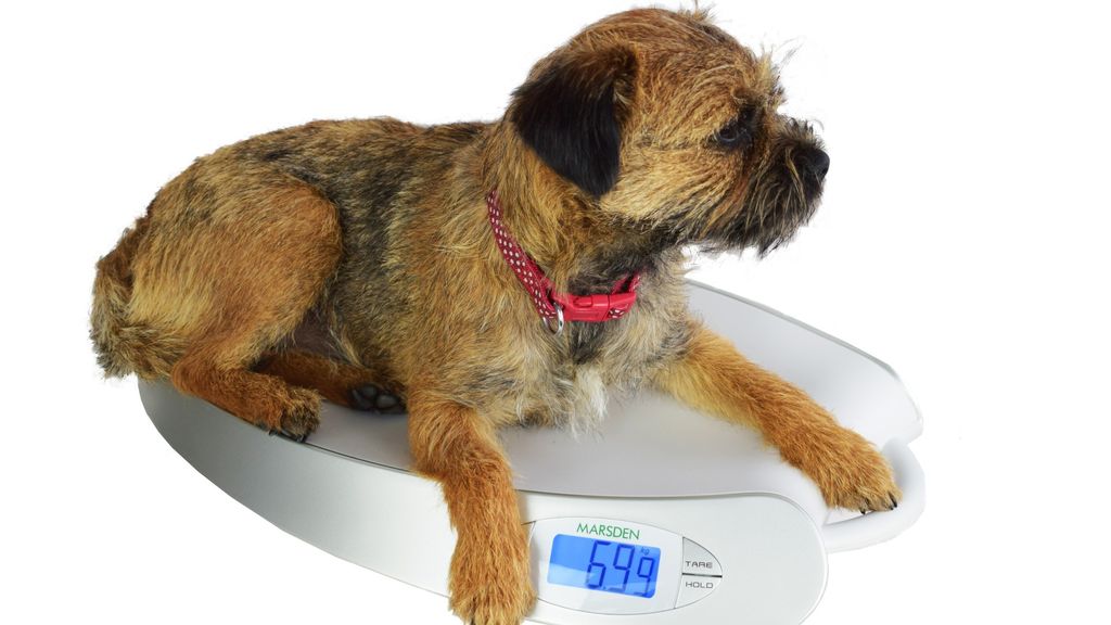 The best weighing scales for pets | PetsRadar