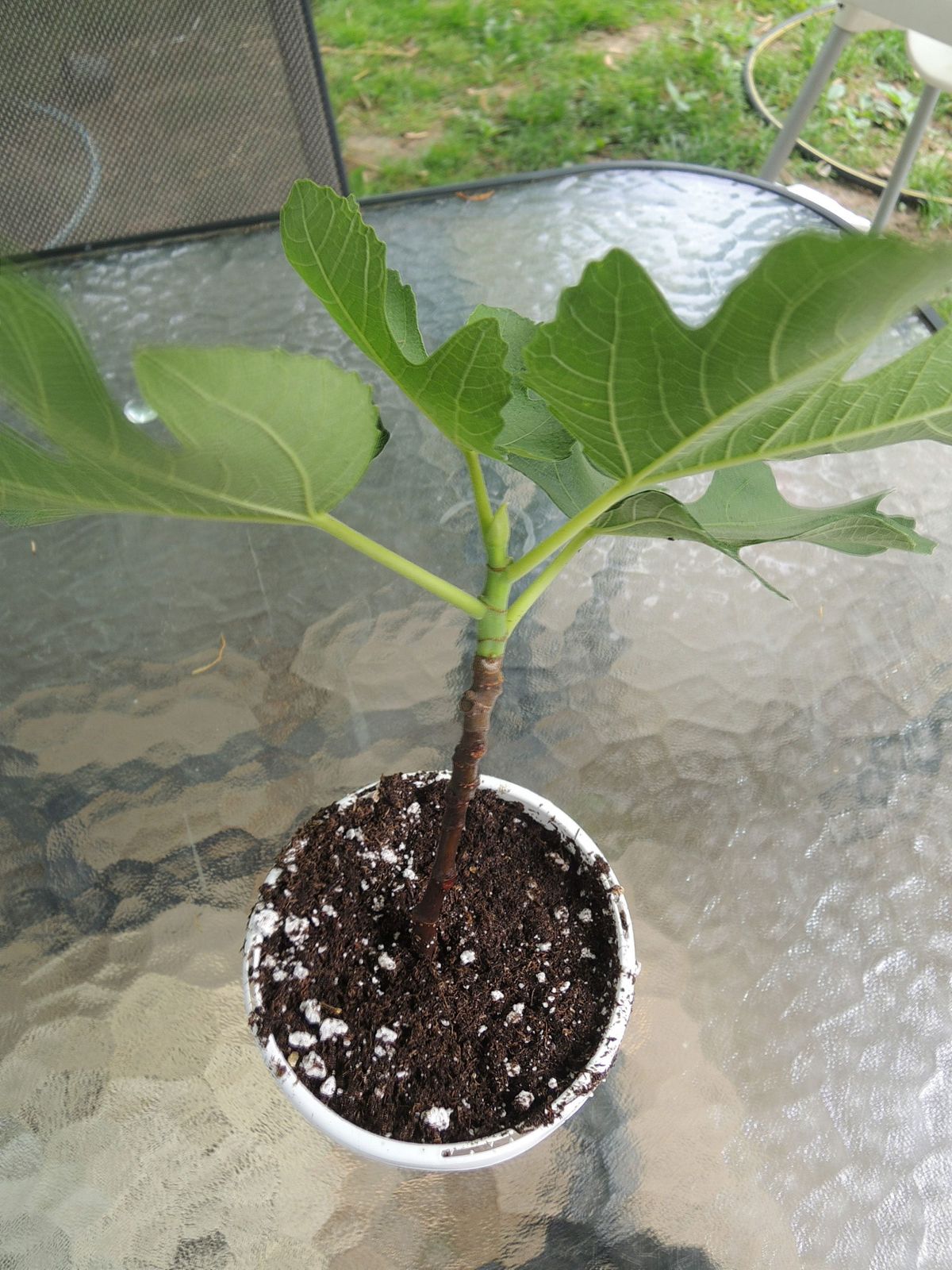 Fig Propagation: How To Start A Fig Tree From A Cutting | Gardening ...