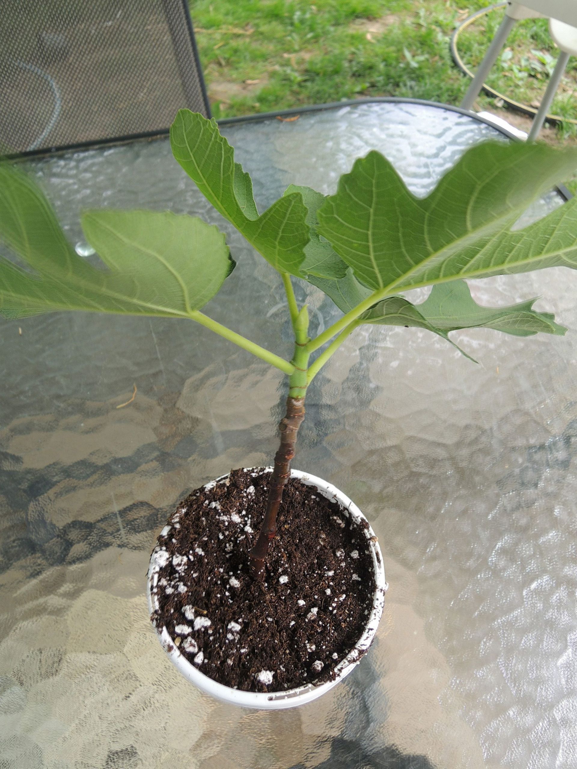 Fig Propagation: How To Start A Fig Tree From A Cutting | Gardening ...
