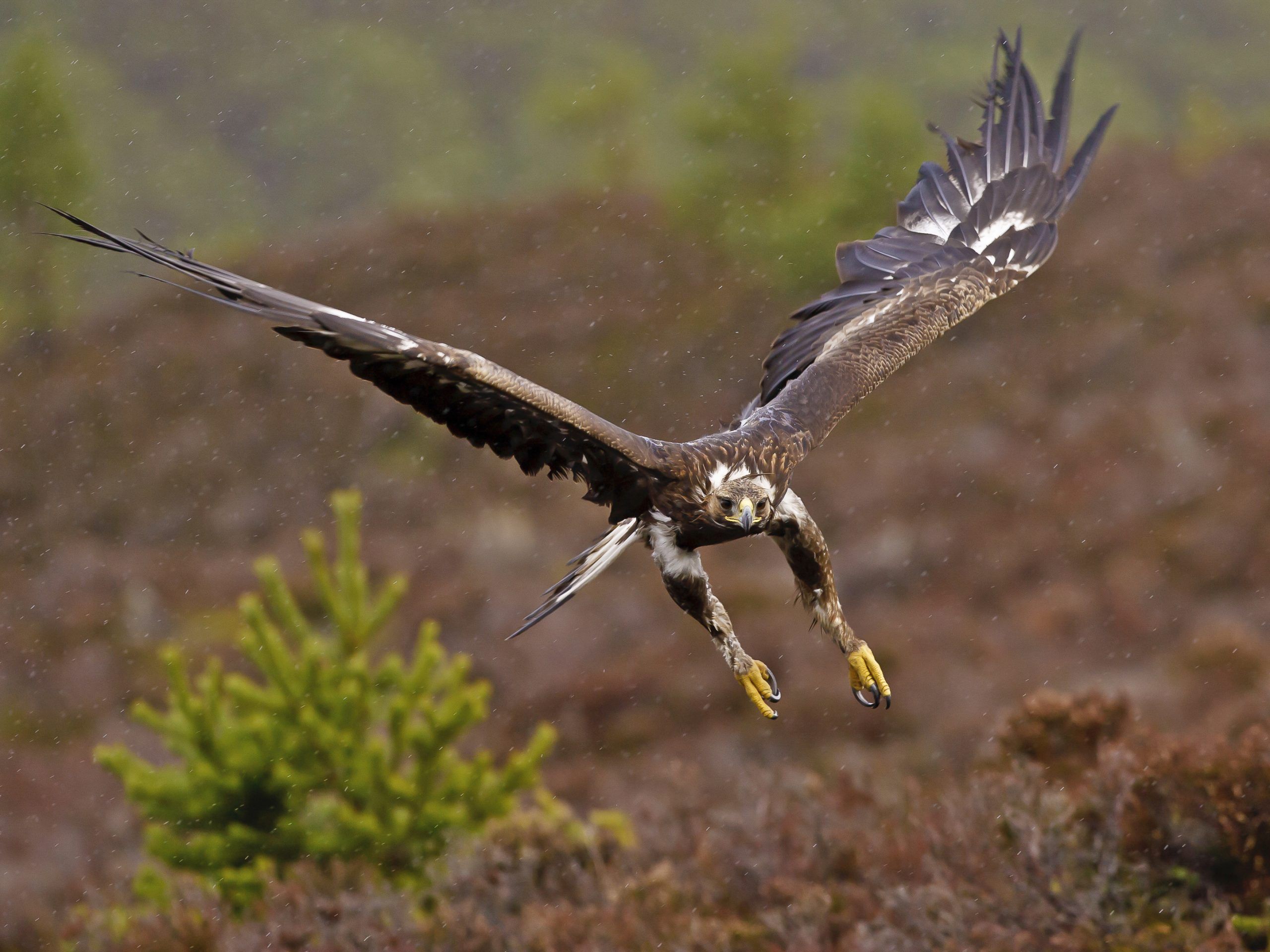 Golden times for golden eagles as Britain's most majestic bird of prey ...