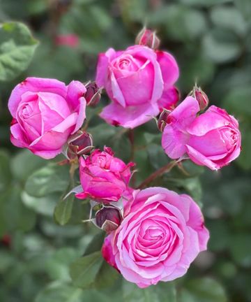 10 best rose varieties according to a professional grower | Homes and ...