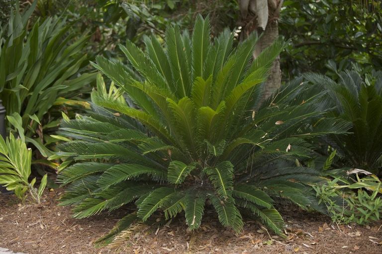 When Can I Transplant Sago Palms: Tips On Moving A Sago Palm Tree ...