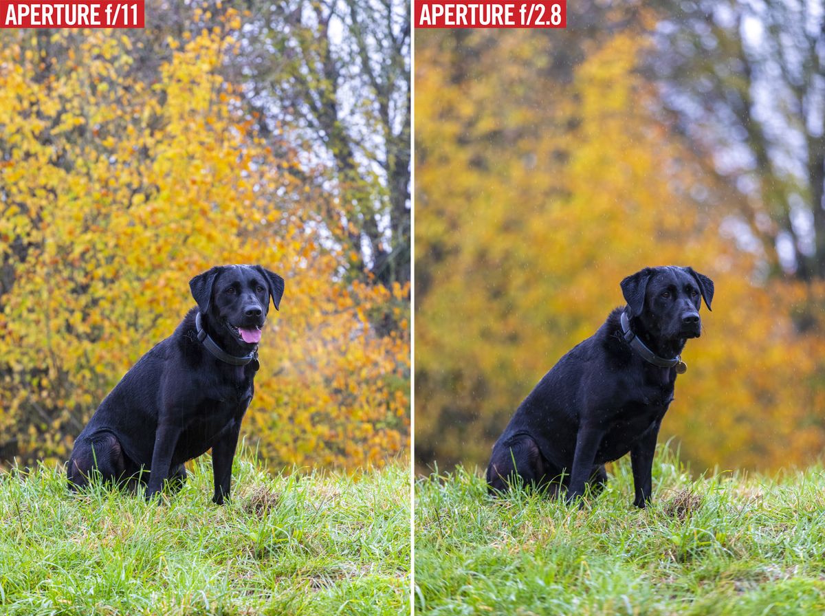 10 pro photo tips for perfect pet portraits at home and outdoors ...