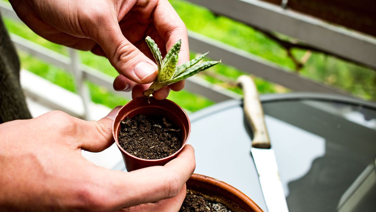 How to propagate succulents from cuttings, leaves or pups | Tom's Guide