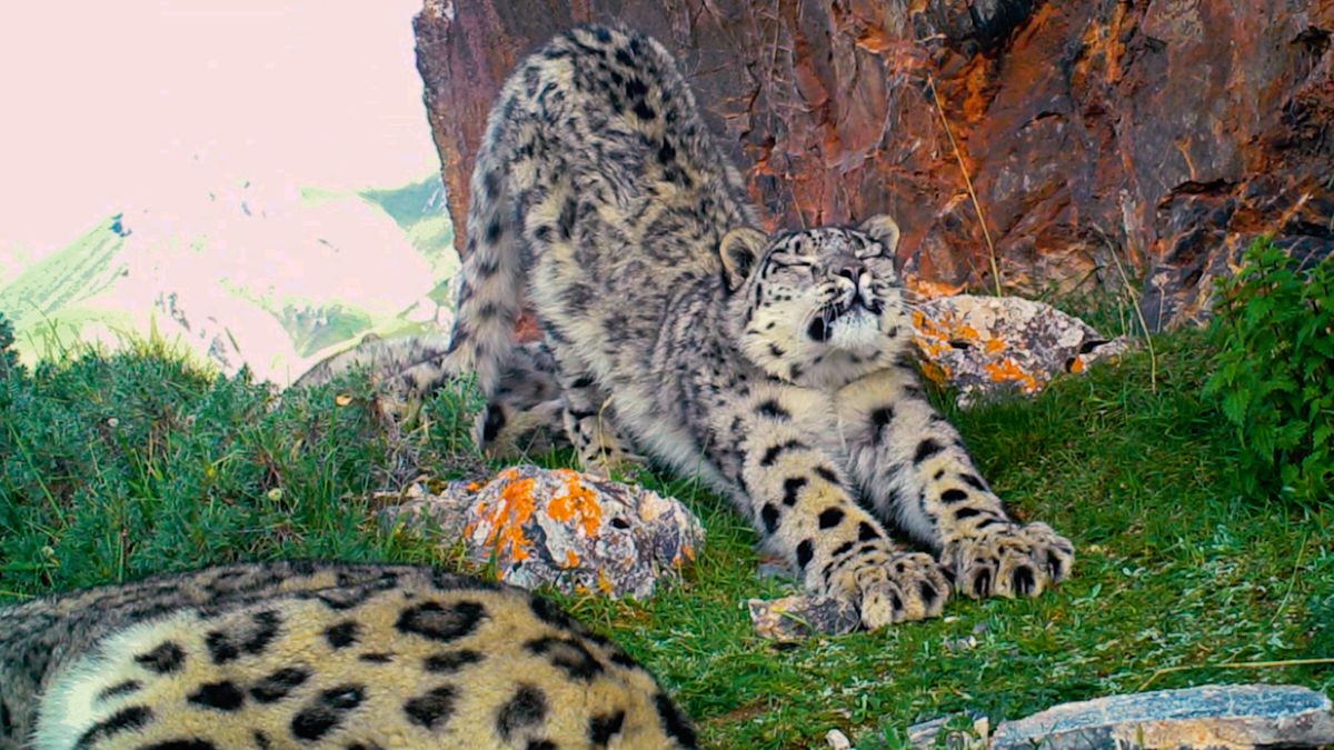 Rare Treat: 3 Snow Leopards Frolic and Snuggle on Camera | Live Science