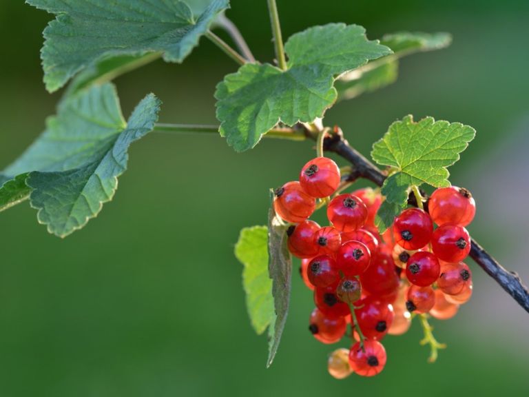 Care of Currant Bushes - Tips For Growing Currants In The Garden ...