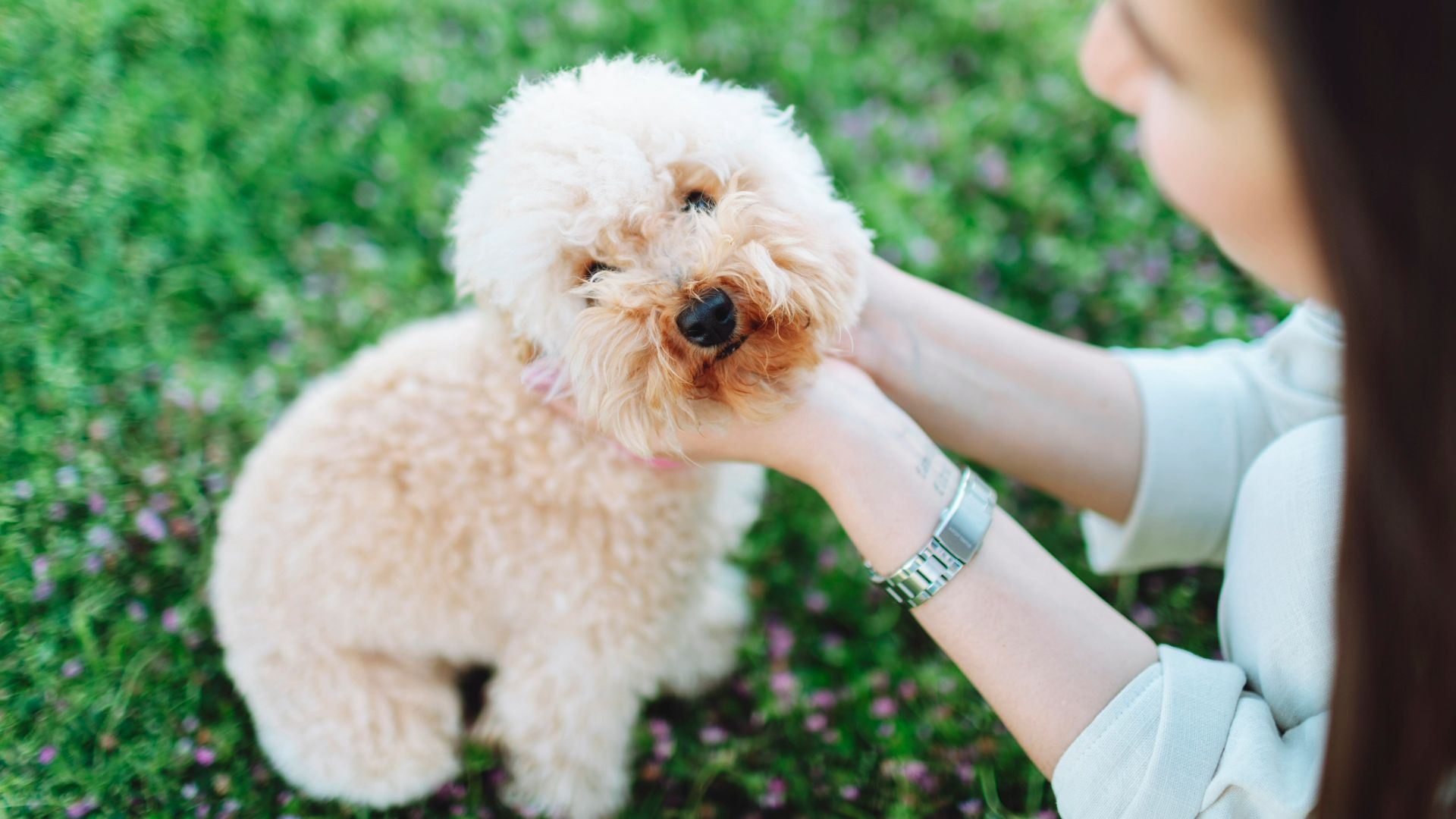 Maltipoo dog breed: characteristics, care and what you need to know ...