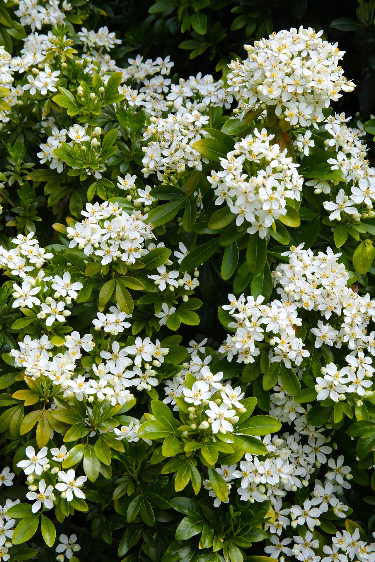 Best plants for beginners: 10 gorgeous varieties that are easy to grow ...