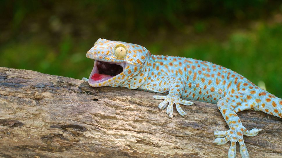 32 different types of reptile you can keep as a pet | PetsRadar