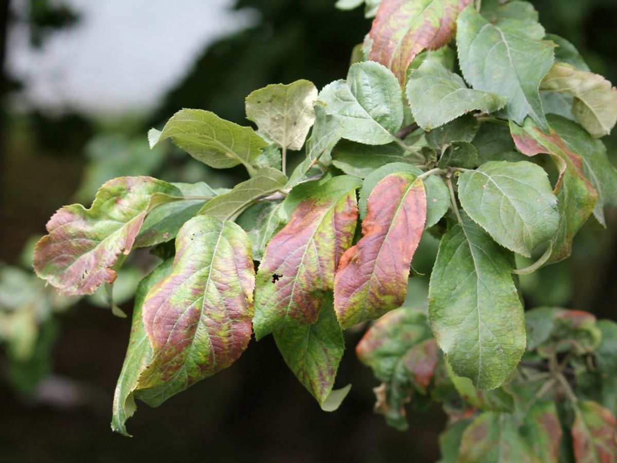Psyllid Pests - Information And Treatment For Psyllids In Plants ...