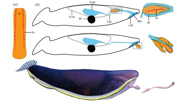 Ancient 'alien goldfish' shot toothy 'tongue' out of its gut to catch ...