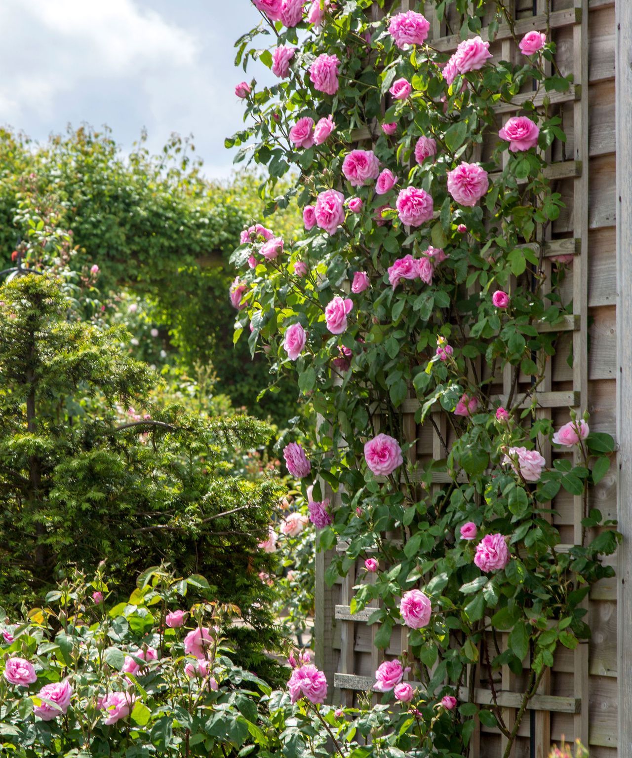 Best plants to cover a fence: 10 ways to disguise a fence | Homes and ...