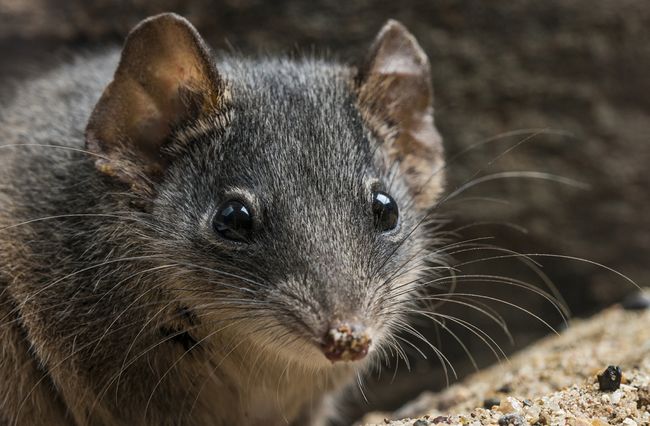 Antechinus Photos: New Marsupials Die for Sex | Live Science
