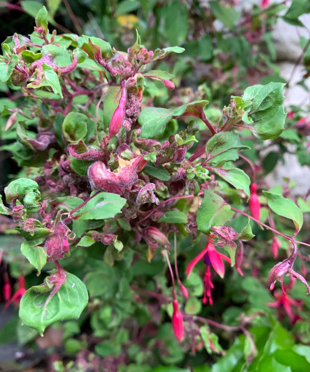 Fuchsia gall mites: how to identify and get rid of them | Gardeningetc