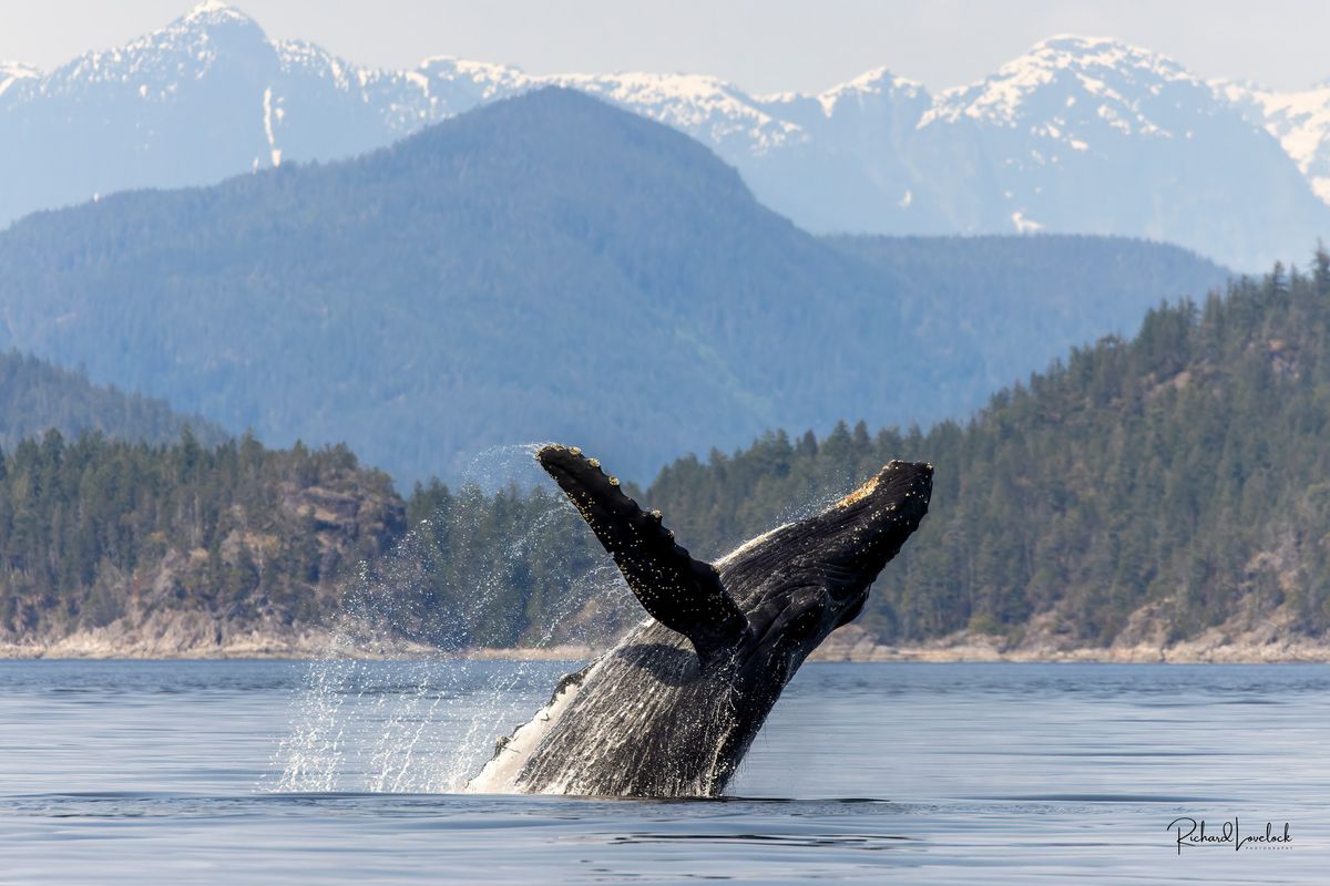 I photograph wildlife from cruise ships, and this is how I do it ...