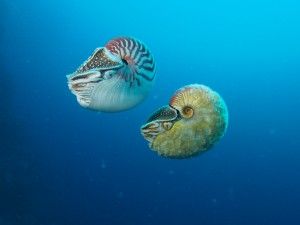 Elusive Sea Creature with Hairy, Slimy Shell Spotted After 31 Years ...