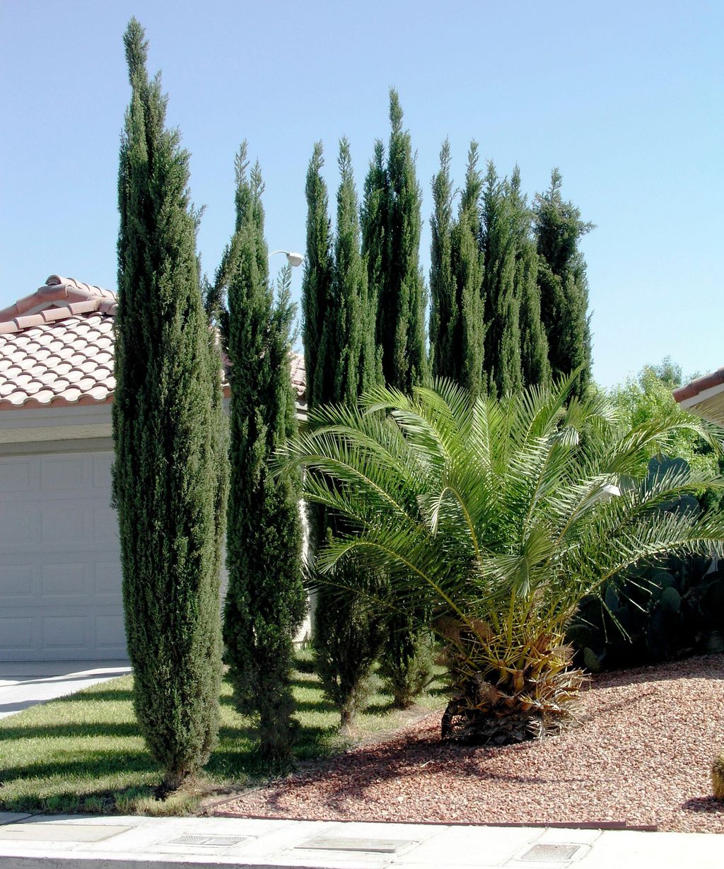 Best drought tolerant trees: 12 dry-weather options | Gardeningetc