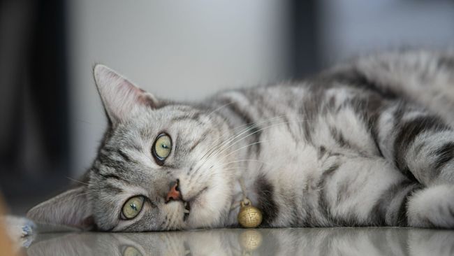 32 easiest cat breeds to train | PetsRadar