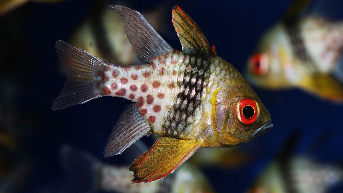 32 types of saltwater fish for your aquarium | PetsRadar