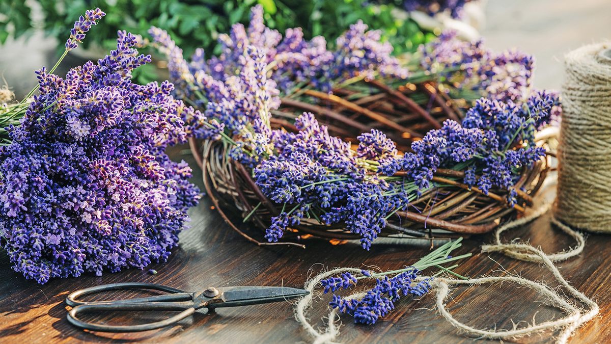 8 Lavender Craft Ideas To Savor Your Garden Harvest | Gardening Know How