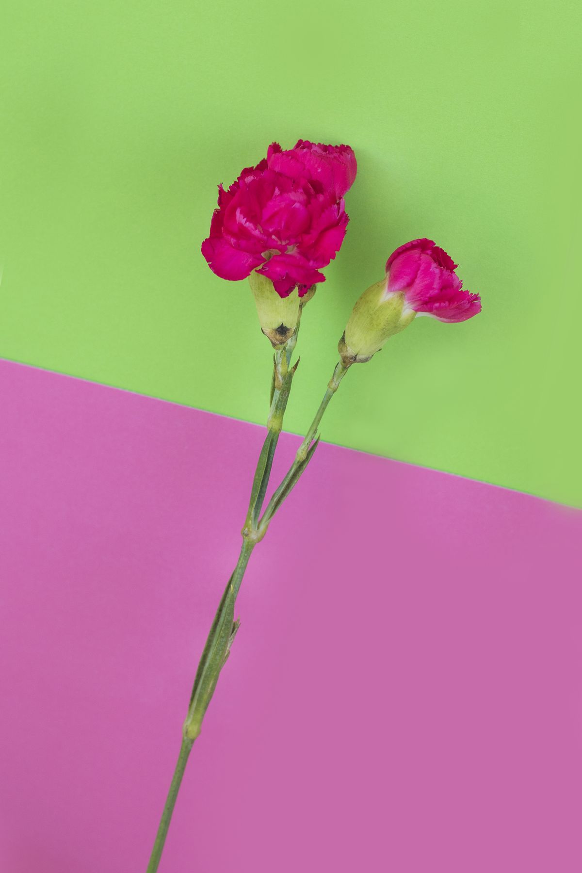 Home photography idea: Put color theory into practice | Digital Camera ...