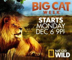 Nat Geo Wild Unchains 'Big Cat Week' | Next TV