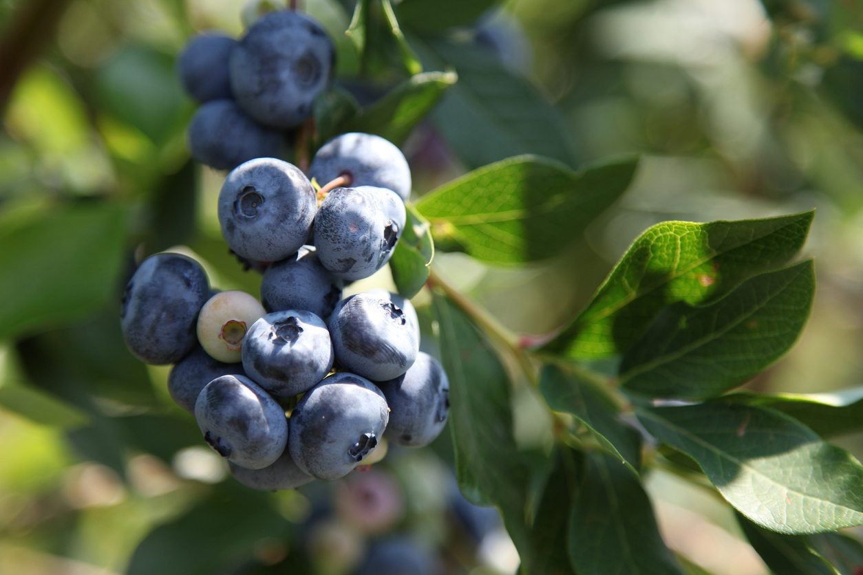 Blueberries For Zone 4: Growing Blueberries In Zone 4 Gardens ...