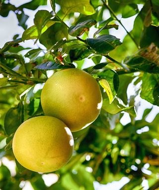How to grow grapefruit - expert tips for thriving trees | Homes and Gardens