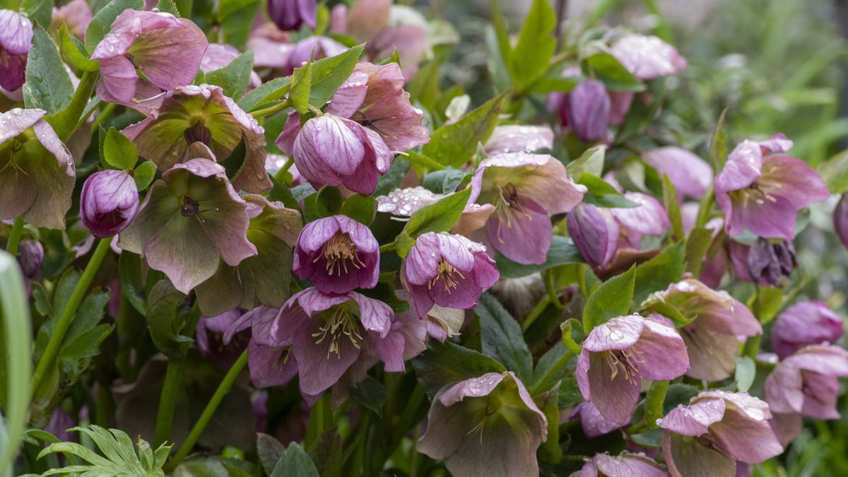 How to propagate hellebores: advice on hellebore dividing | Homes and ...