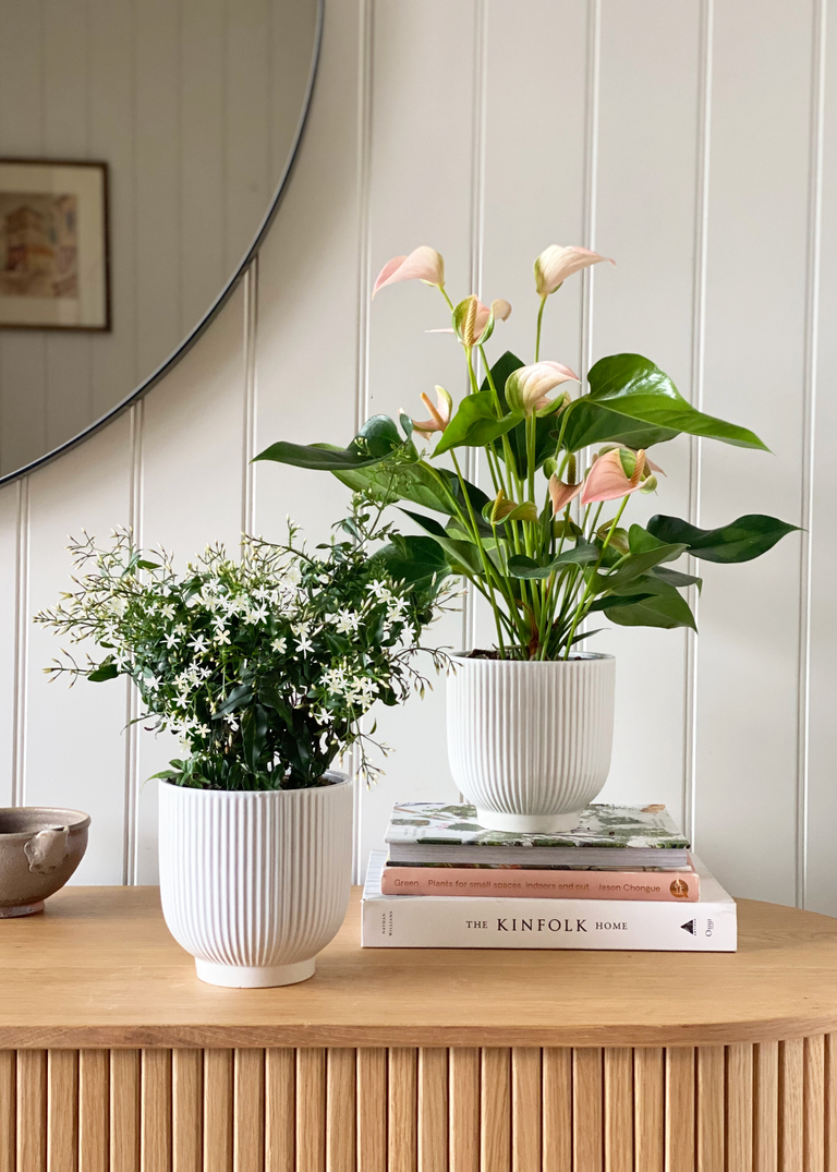 Types of Anthuriums — 5 Stylish Picks to Bring Home | Livingetc