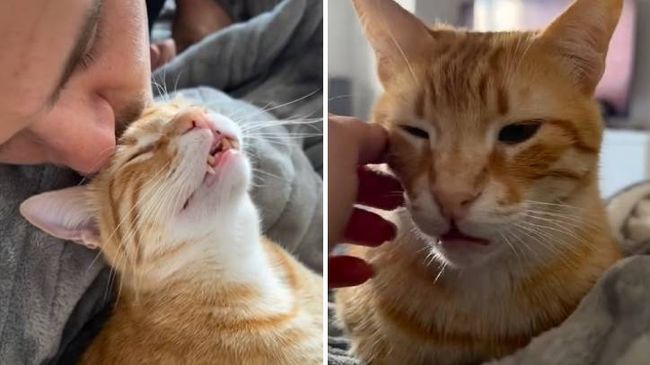 Toby the honking cat goes viral for his adorably happy sounds | PetsRadar