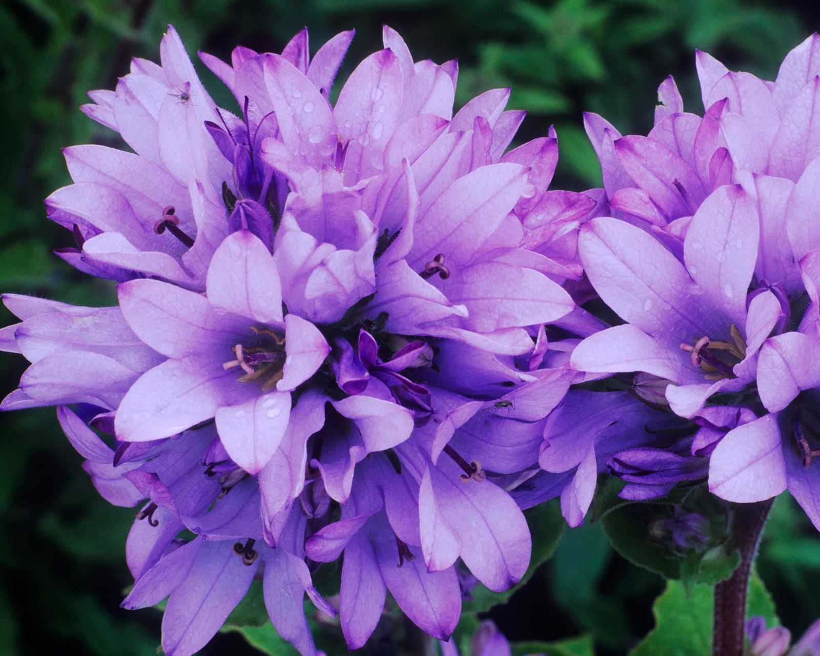 Campanula varieties: 15 top choices | Gardeningetc