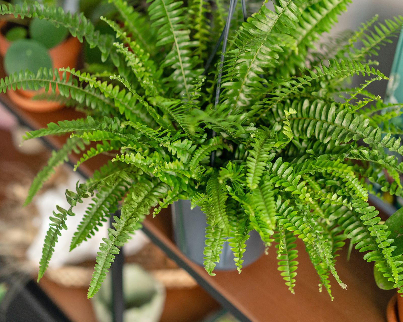 7 High-Maintenance Houseplants To Avoid Or Embrace | Gardening Know How